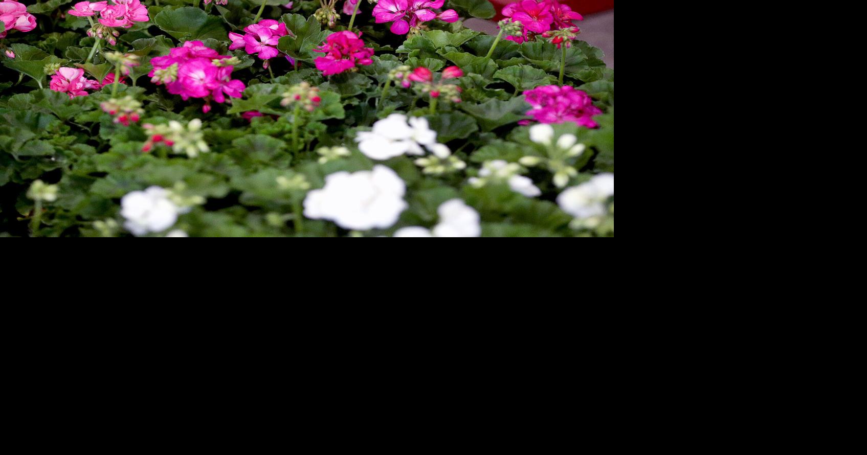Volunteers sought to plant geraniums in Viroqua Cemetery