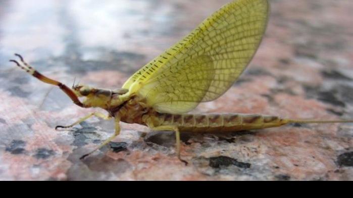 Caught on radar: Beer-loving bugs swarm in Midwest | Local News ...