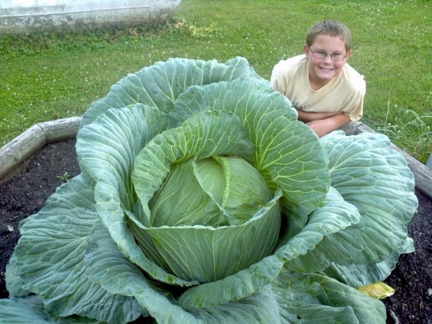 Third-grader’s giant cabbage takes prize