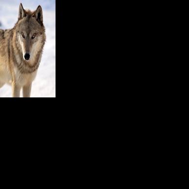 Study says hunting, poaching reduce Wisconsin wolf numbers