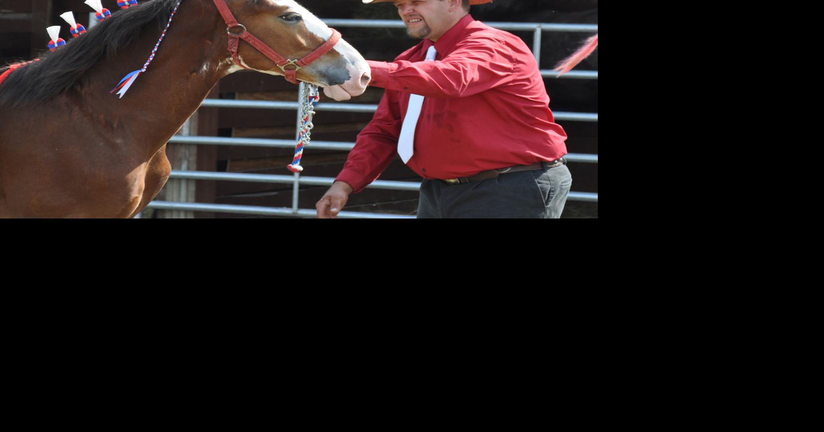 Horses with personality: Draft horse halter show at Monroe County Fair