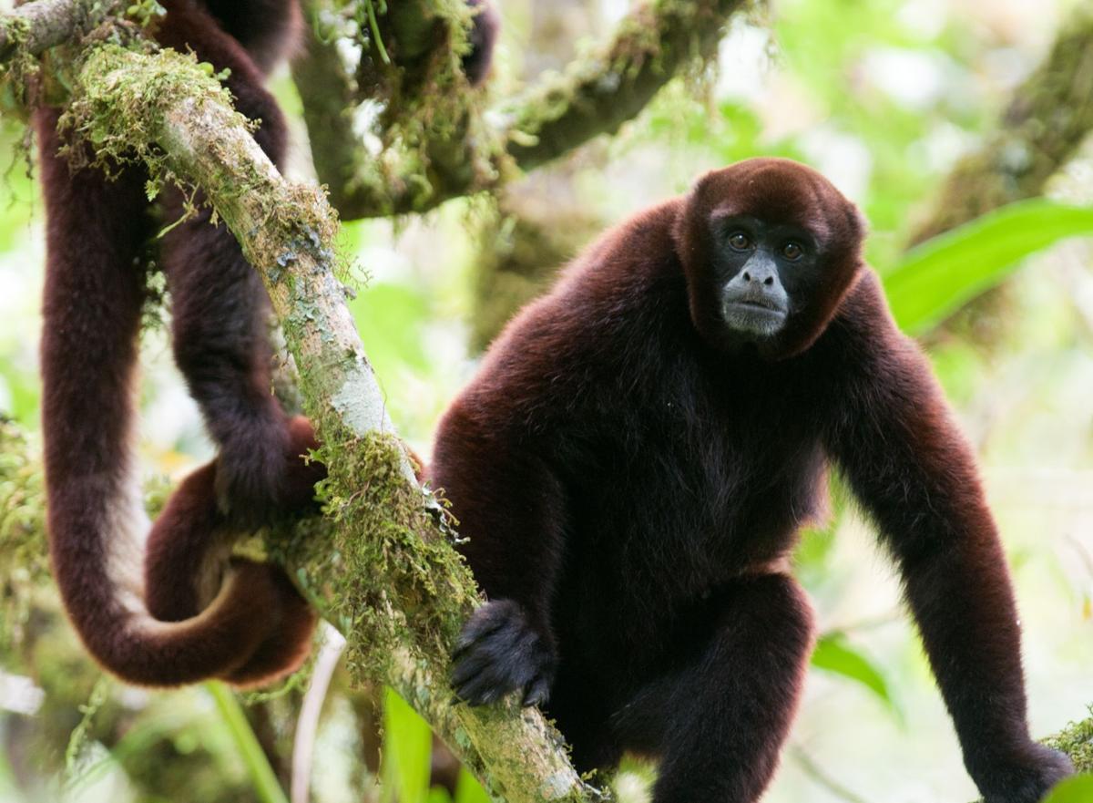 Conservation efforts in Peru topic of free presentation