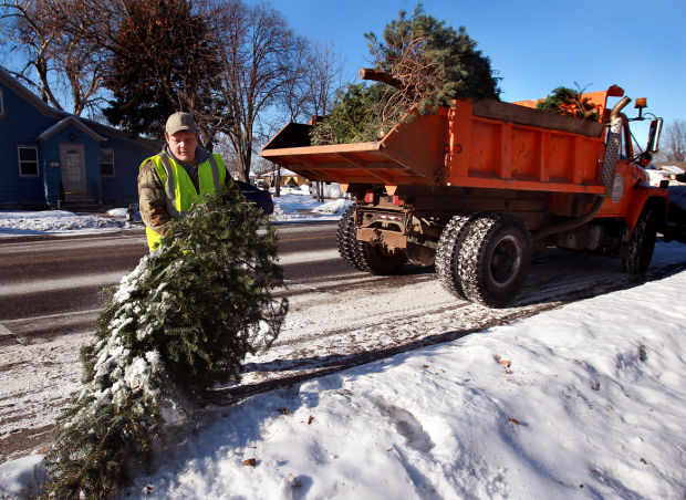 Christmas tree pickup begins
