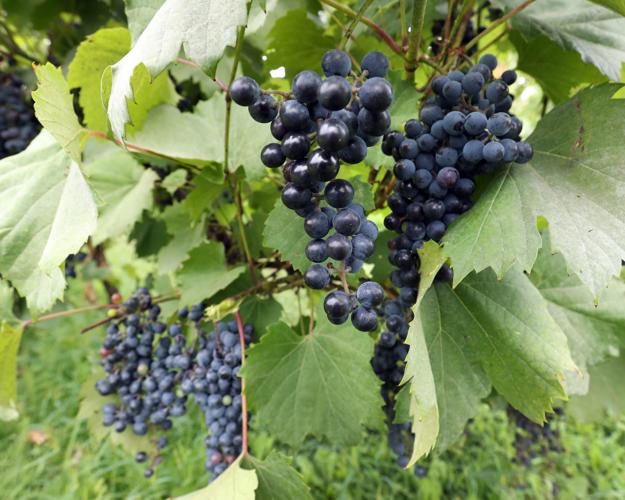 Grape harvest begins early at River View Vineyard and Winery in La Crescent
