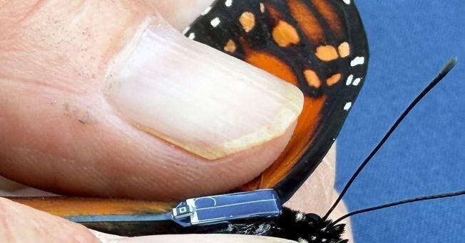 Tiny transmitters made for butterflies are revolutionizing wildlife ...