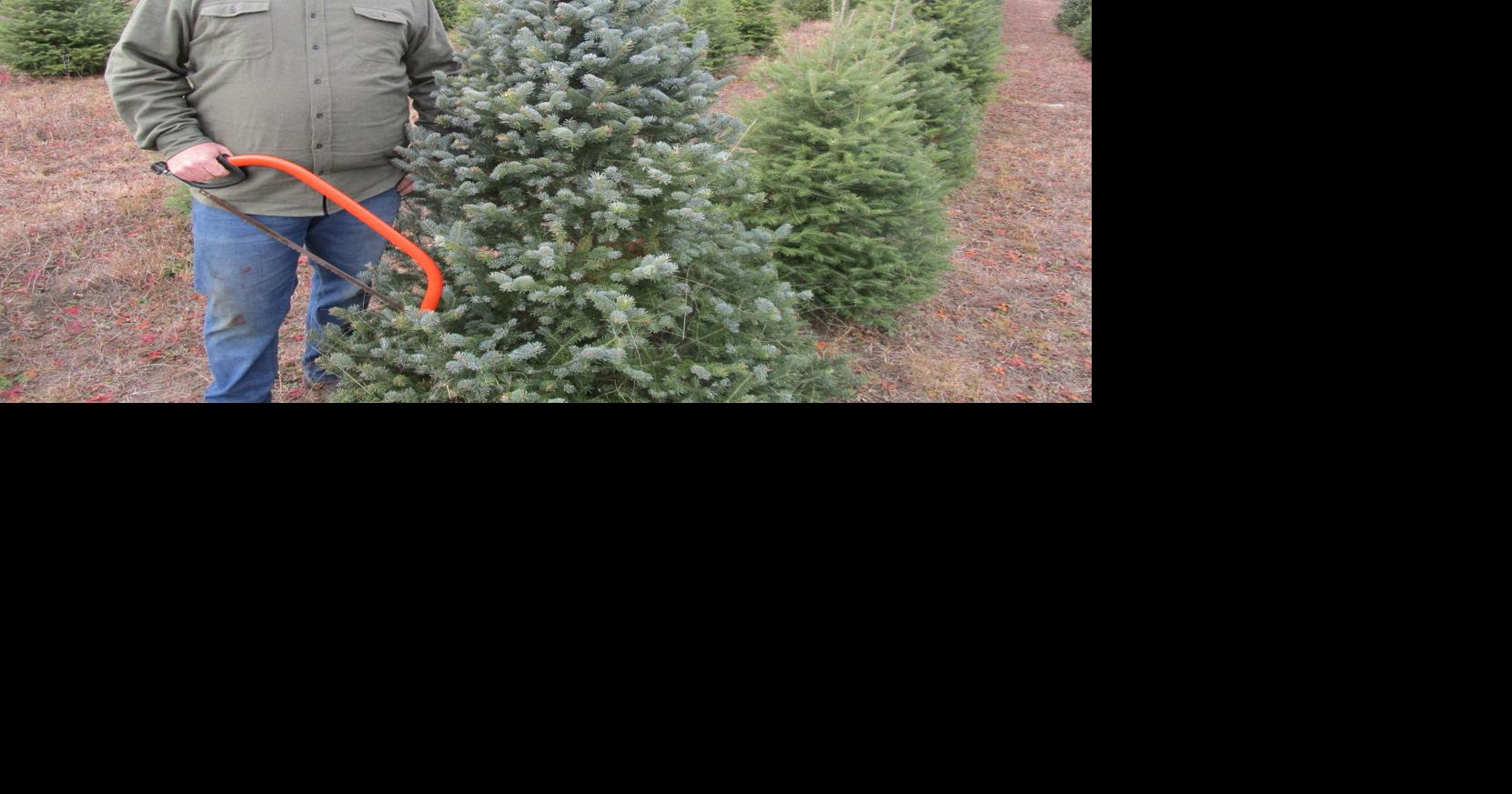 Bina’s Tree Farm brings Christmas cheer this weekend