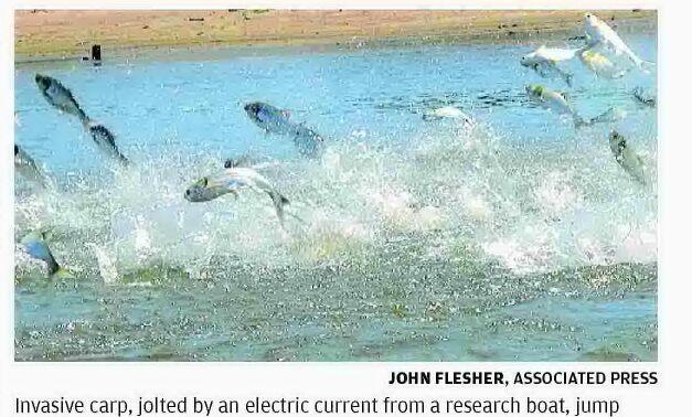 Hundreds of invasive carp caught