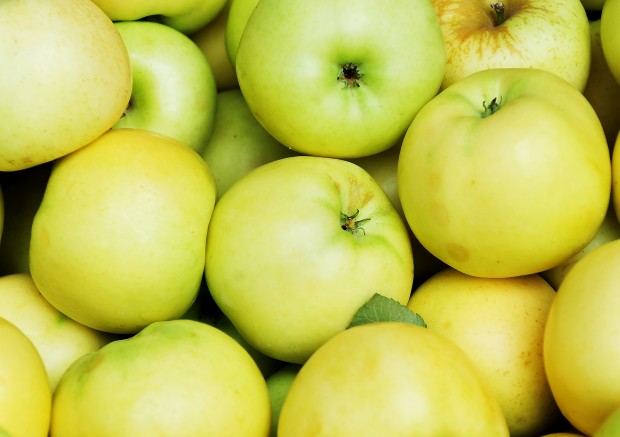 Son steps in to save one of La Crescent’s oldest apple orchards