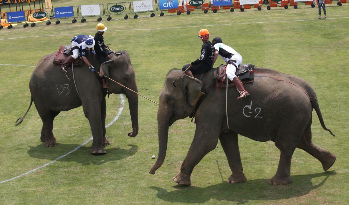 Photos: Elephant polo a big hit in Thailand