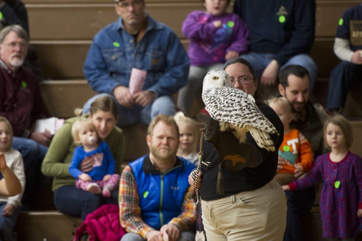 Snowy owl influx excites birders, keeps airport officials on alert