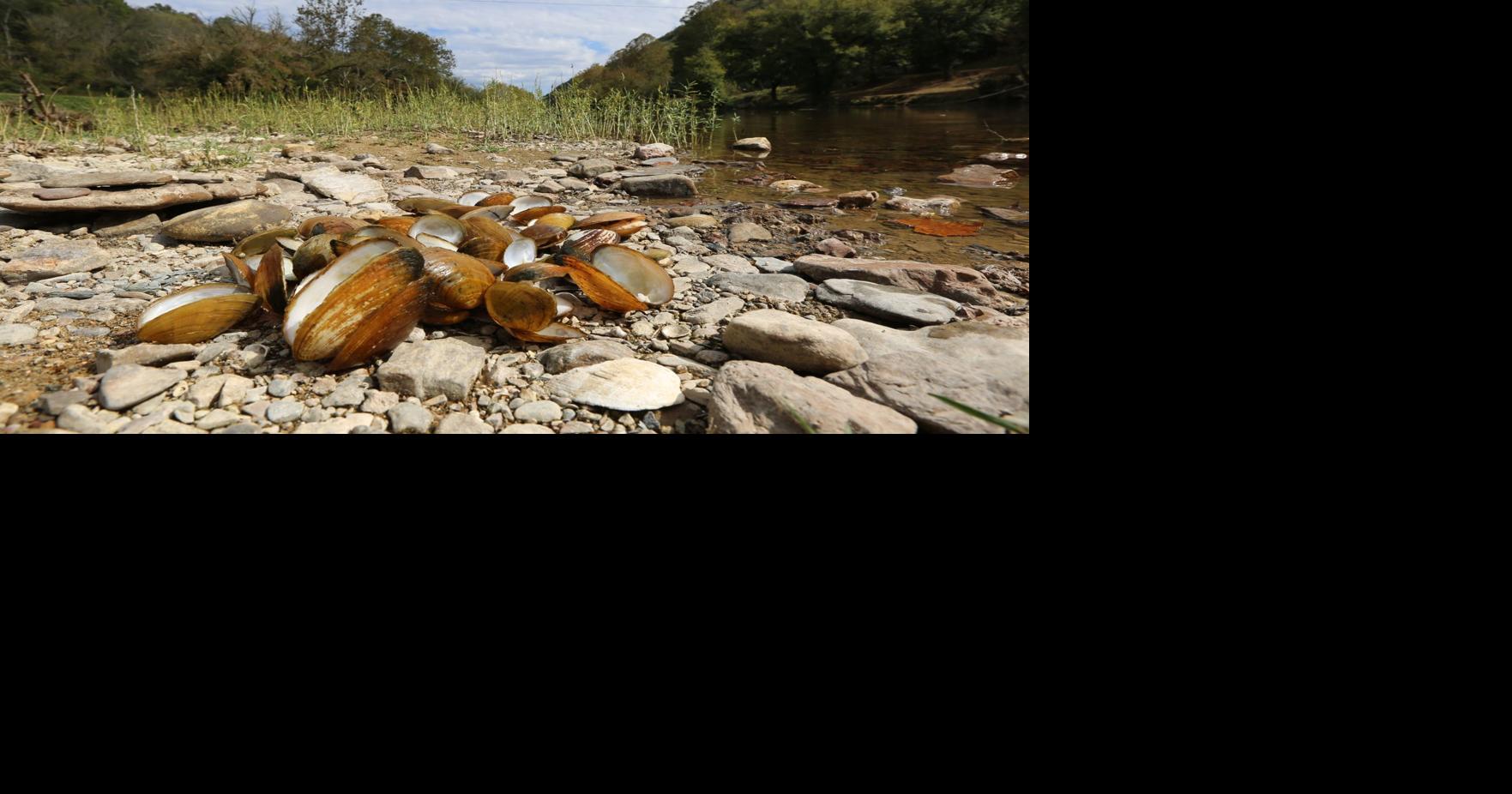 Freshwater mussels are dying off in mass numbers, and WI researchers ...