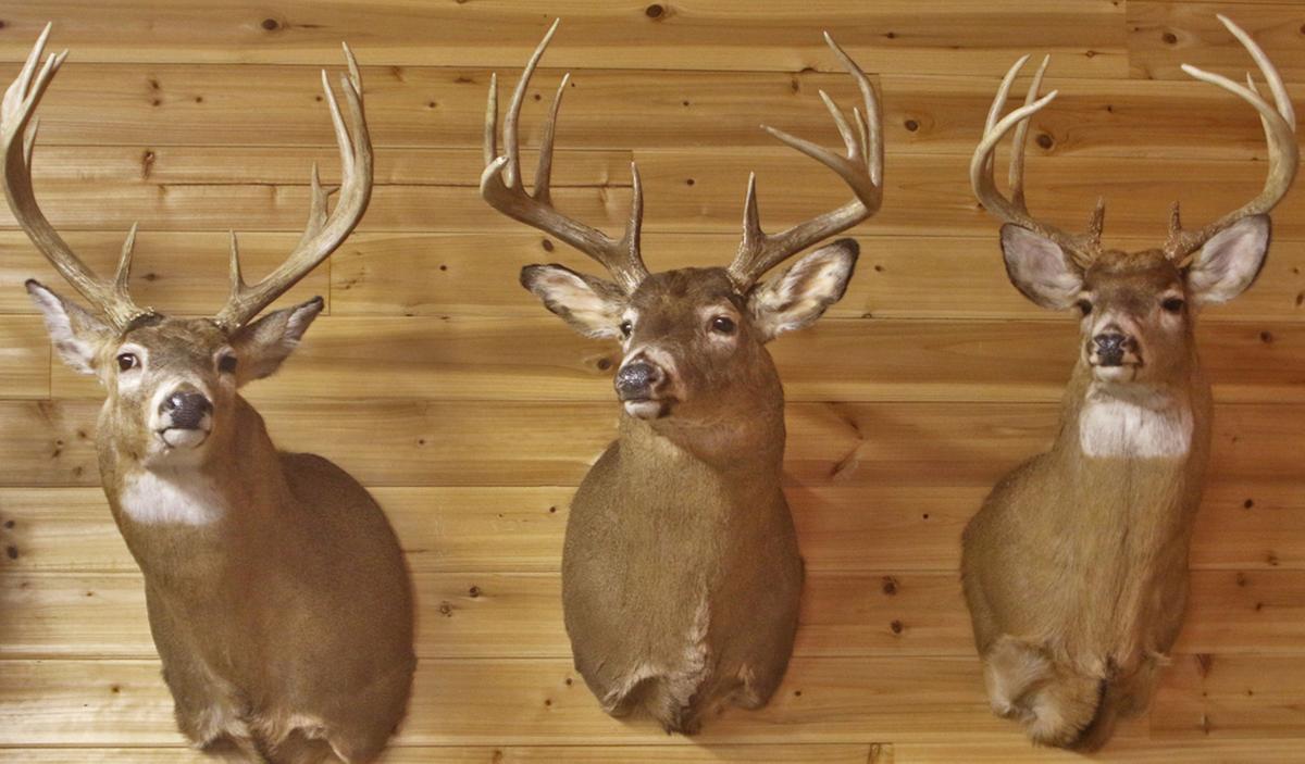 Whitetail lore lives on in Wisconsin’s Buffalo County | Local News ...