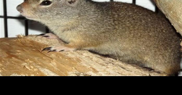 Kidnapped Utah squirrel returns home for holidays