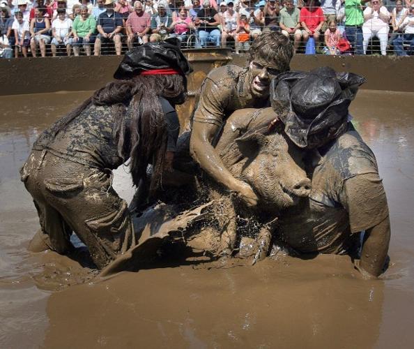 Pig wrestling event draws ire of animal rights group