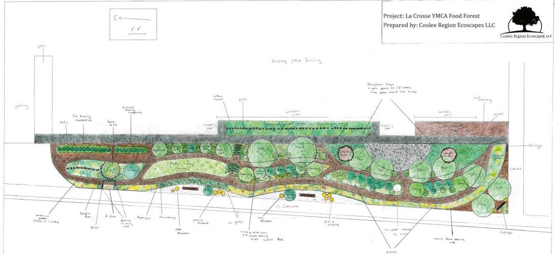 Food forest at Y to cultivate environment, nurture health