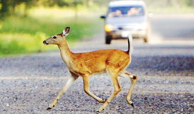 DNR: Local deer population up, well over goal