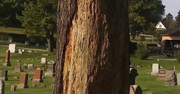 Viroqua Cemetery spruce trees diagnosed with fungal disease