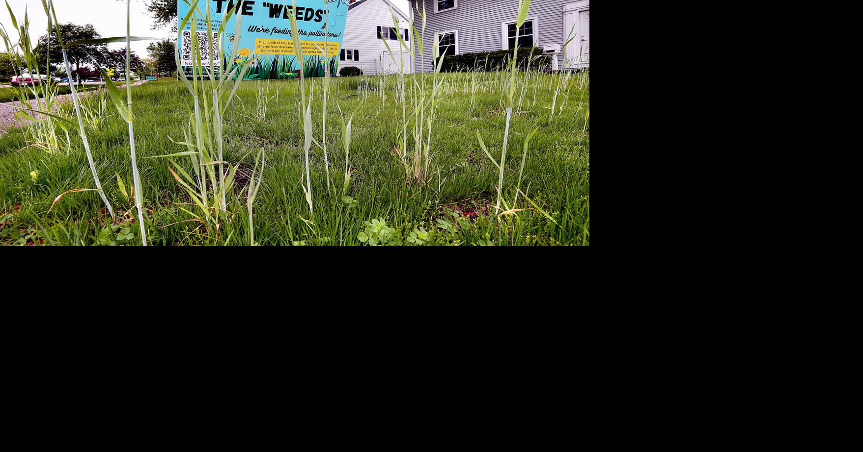 City of Viroqua to observe No Mow May; announces amendment to Noxious ...