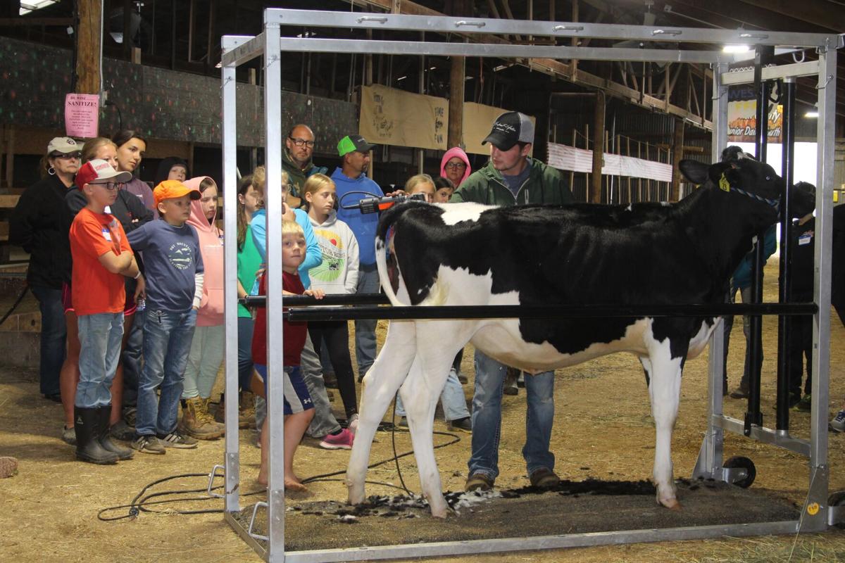 Vernon County Day of Dairy offers youth hands-on experiences