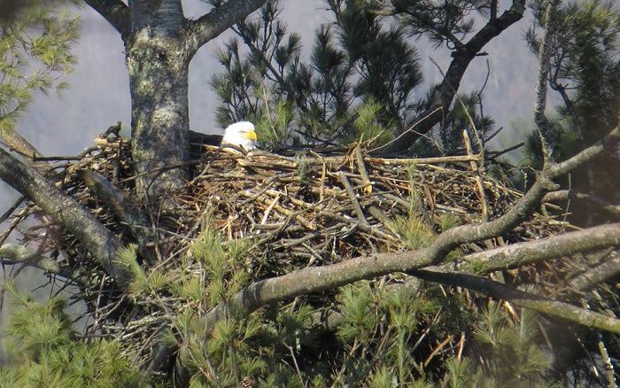 Bird survey workshop to be held at the Kickapoo Valley Reserve