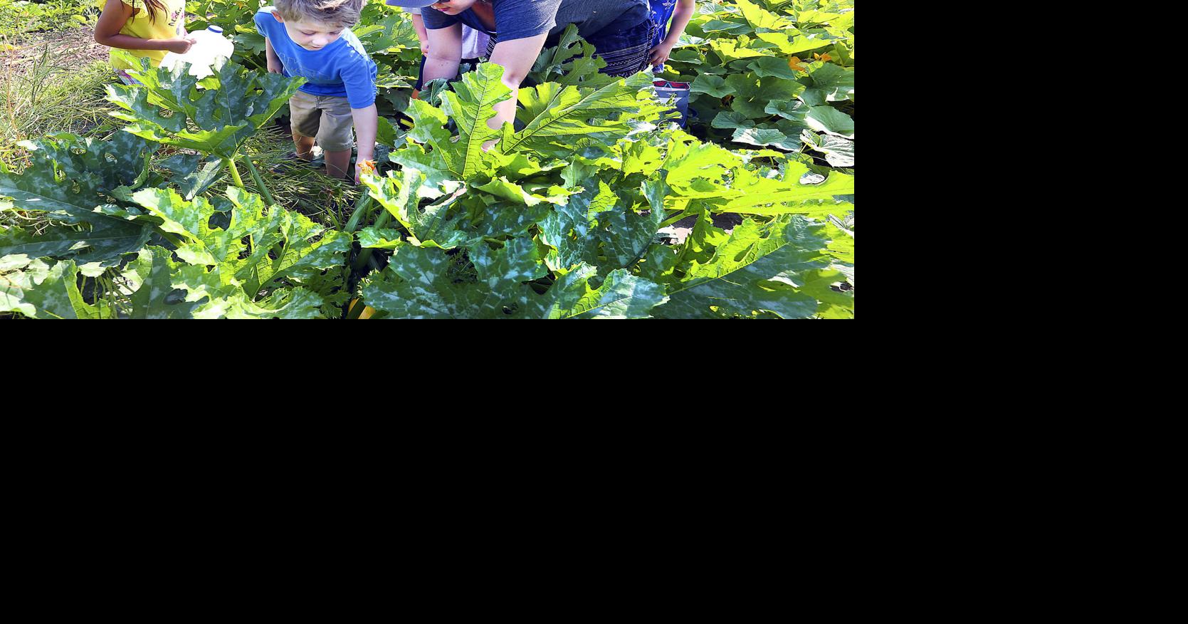 Partnership combines community gardening with Hmong heritage, culture