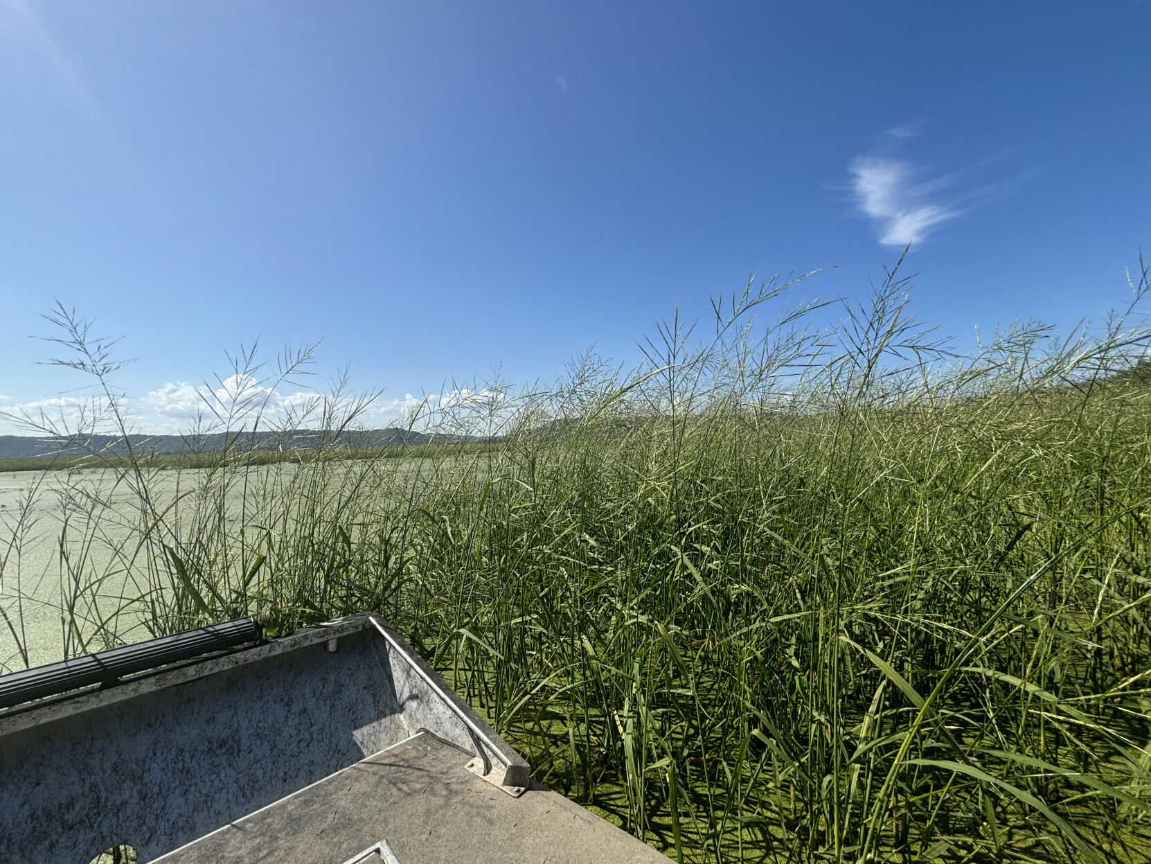Decades after it disappeared, wild rice is booming again on upper ...