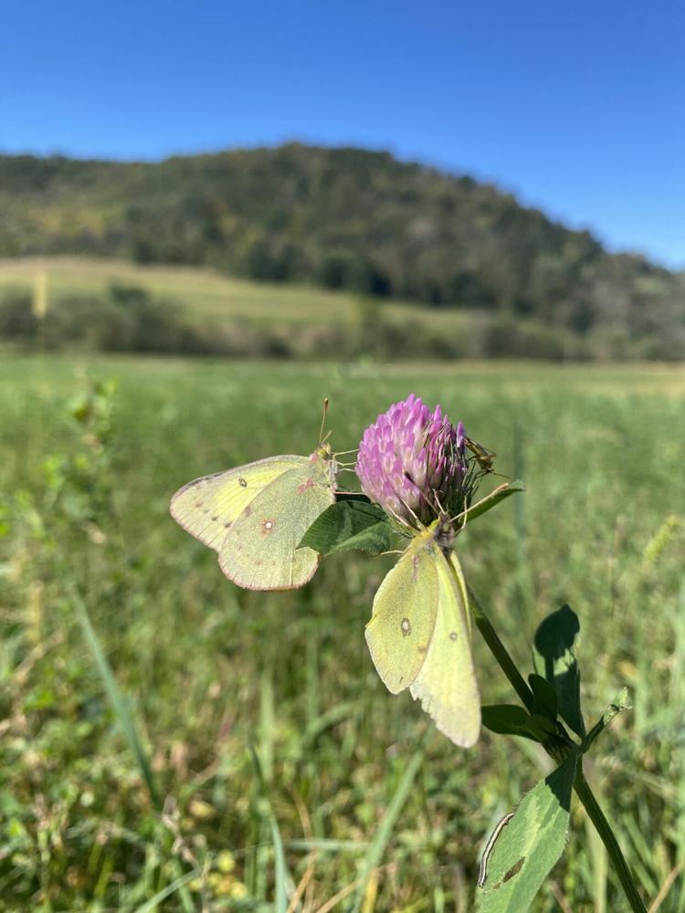 Vernon Country couple preserves 127 acres of scenic farmland for ...