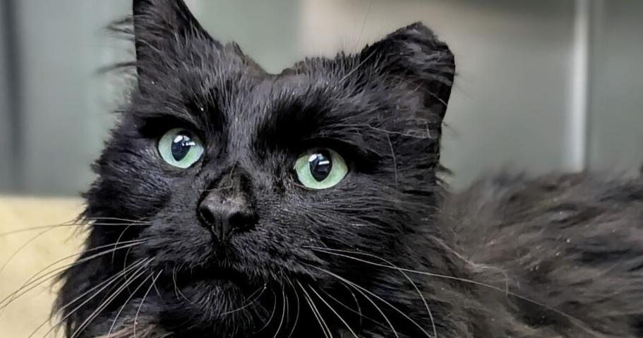 PETS OF THE WEEK: Nutter Butter and Pastry Chef