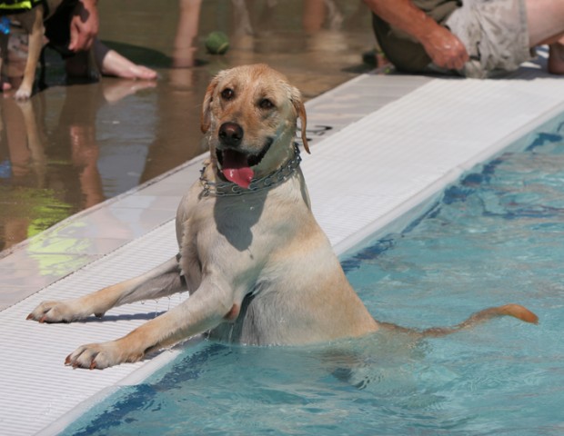 Dog Dip back for year 6