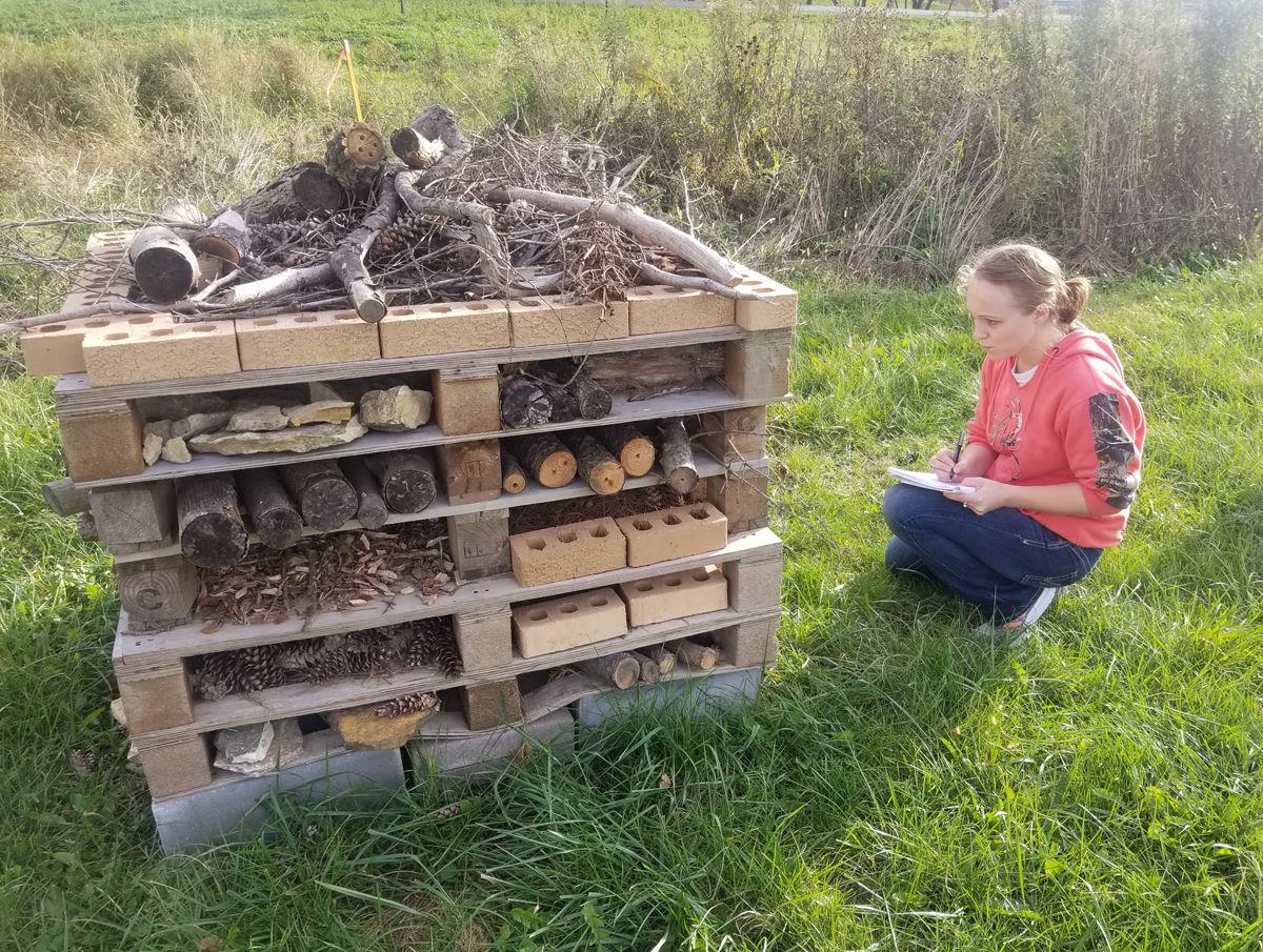 Viterbo collaboration to study, increase insect population