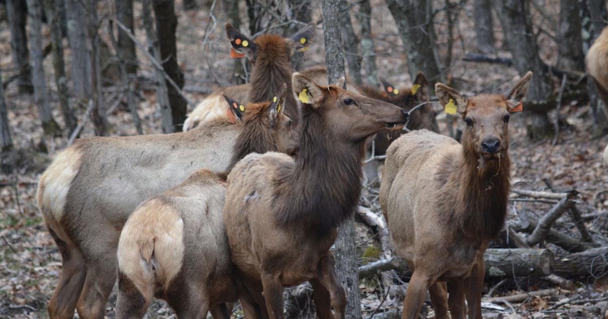 DNR investigating illegal shooting of elk in Monroe, Jackson counties
