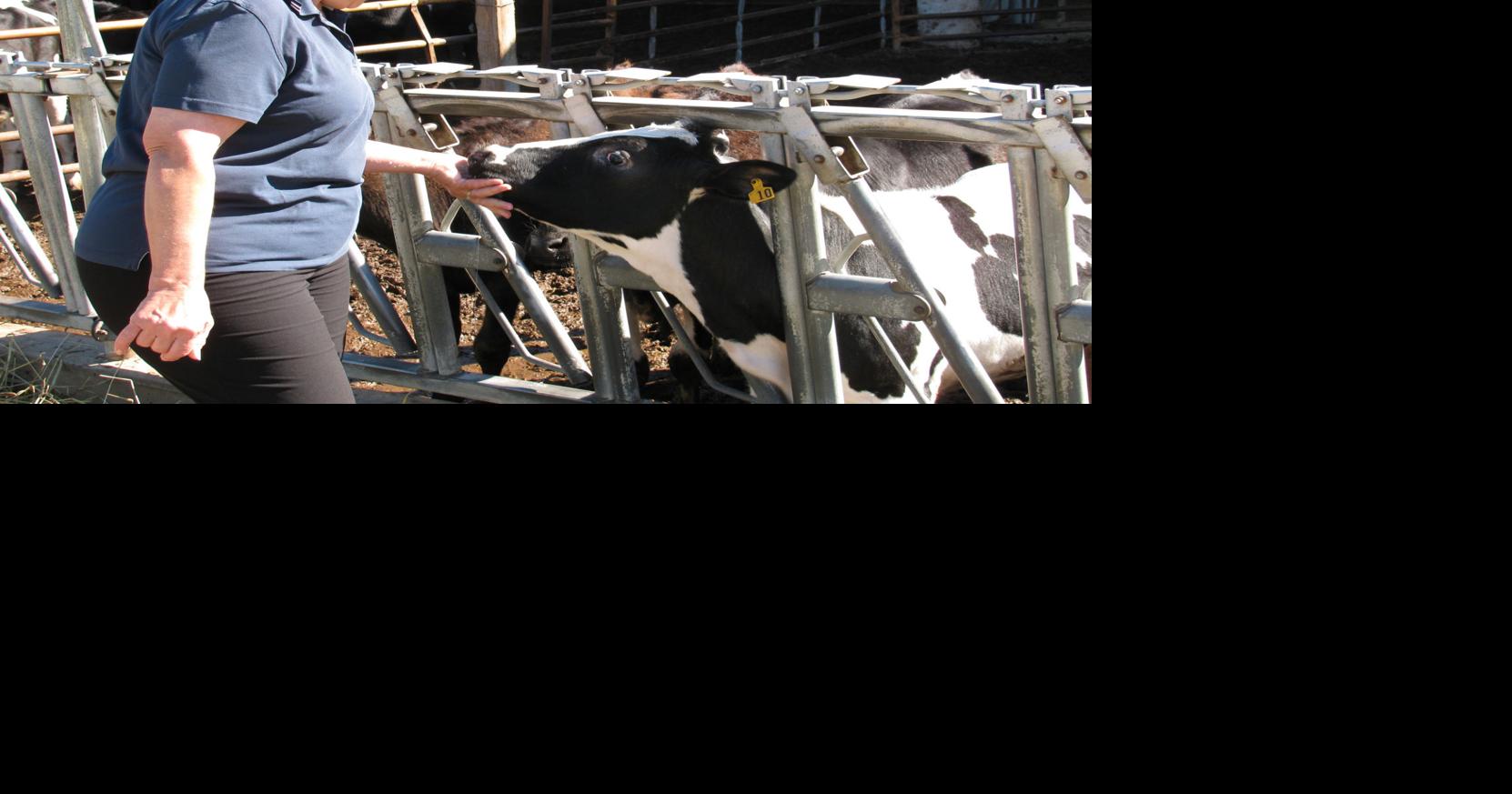 Small dairy farms try to survive in the shadow of mega-farms' power