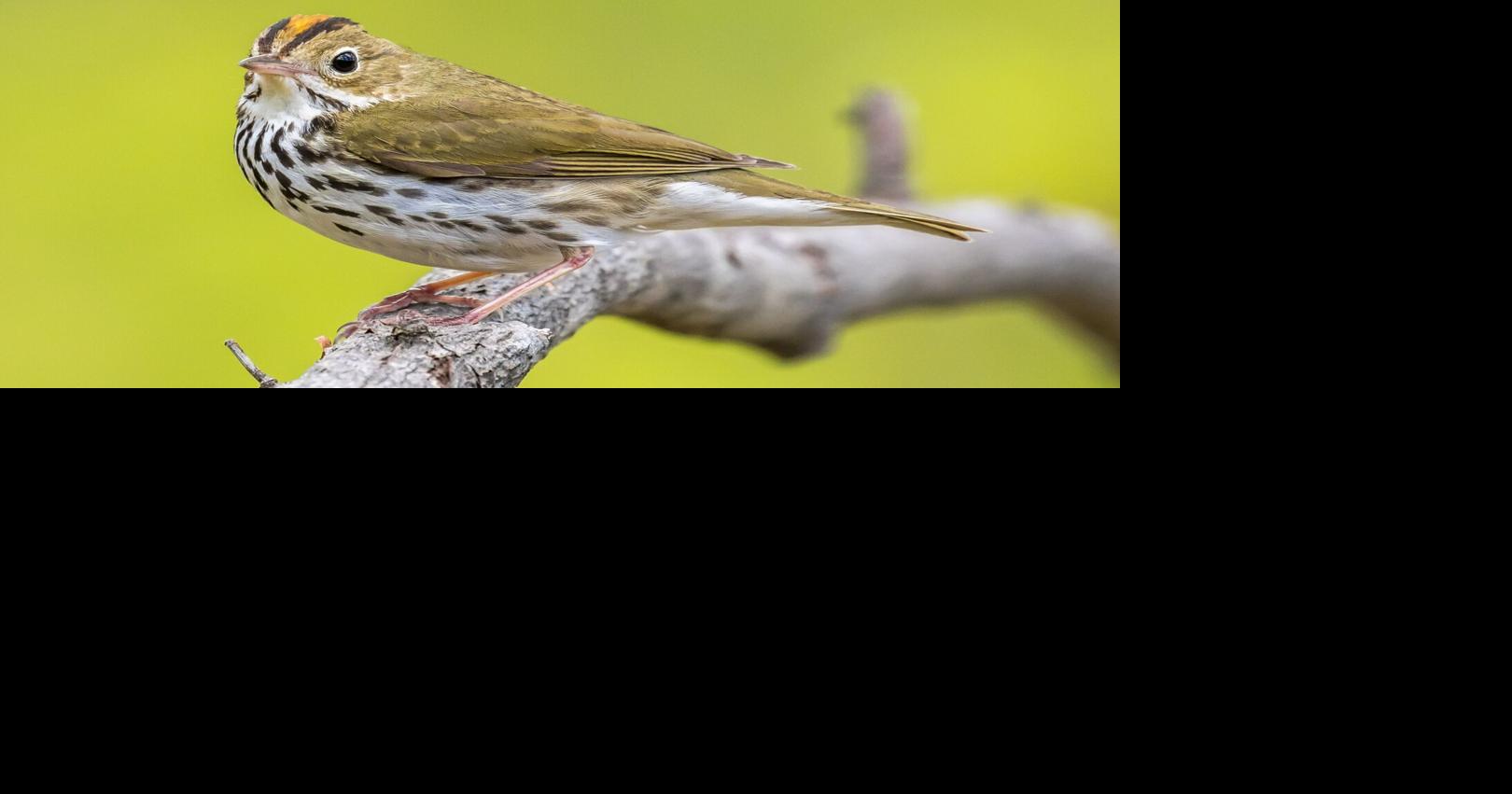Lower Kickapoo Valley birding hike planned for June 15