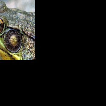 Virqoua library to host 'Call of the Frog' program