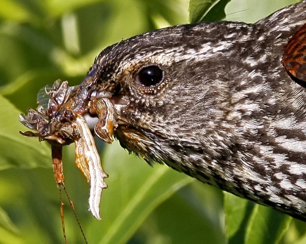 RIDGERUNNER REPORTS: Pond habitat provides home for birds