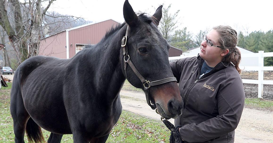 Bob Again the horse returns to greener pastures in Vernon County after ...