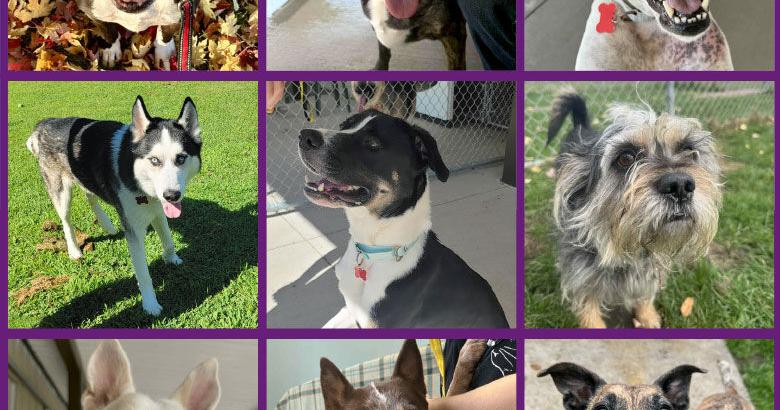 2026 Critter Crawl to benefit humane society