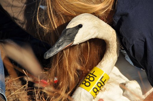 Wounded swan lives to love again