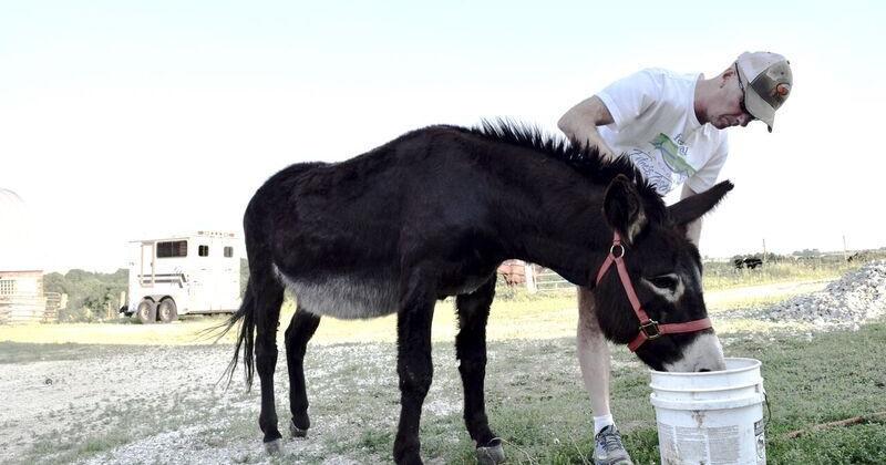 Vernon County burro racer Roger Pedretti featured in new episode of PBS ...