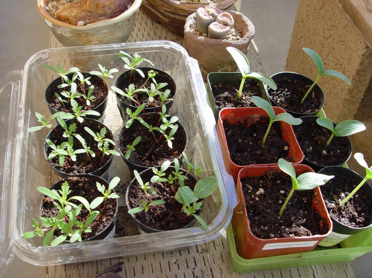 Tips for growing vegetable seeds indoors | Lifestyles | lacrossetribune.com