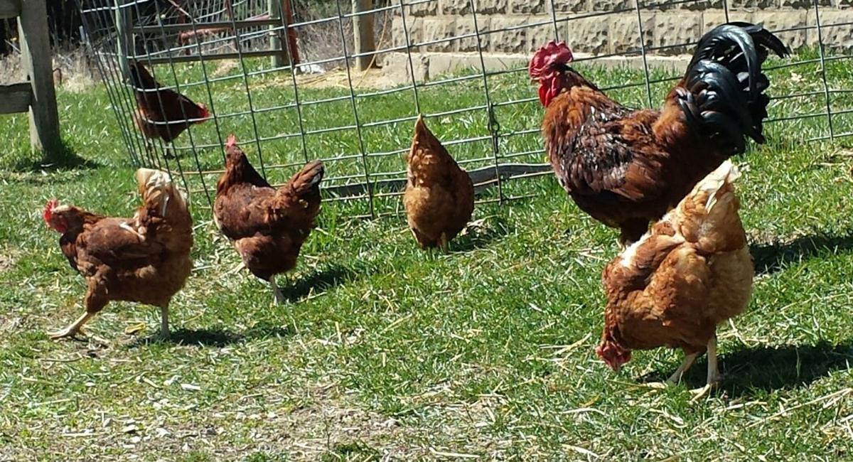 Paul Larson: Some hens cackle and some hens don’t