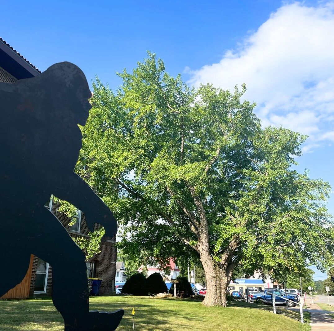 Get Lost! In Vernon County: Trees in Viroqua