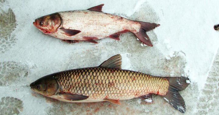 Asian carp reach Root River; DNR conducts removal efforts