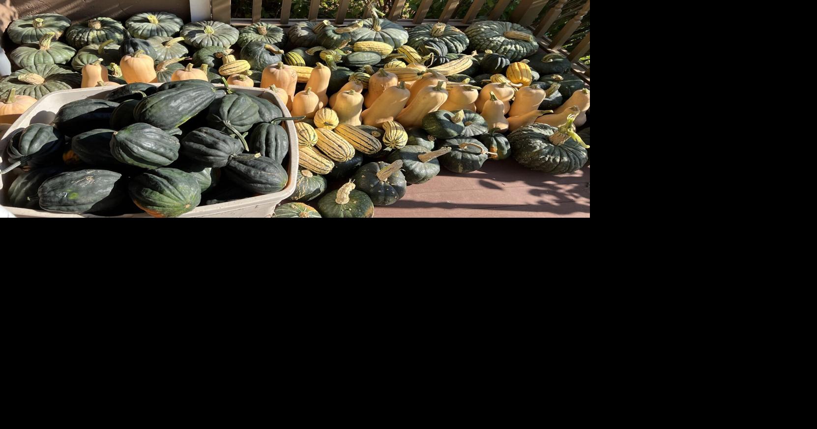 Chris Hardie: Squashing the harvest, or getting squashed by it