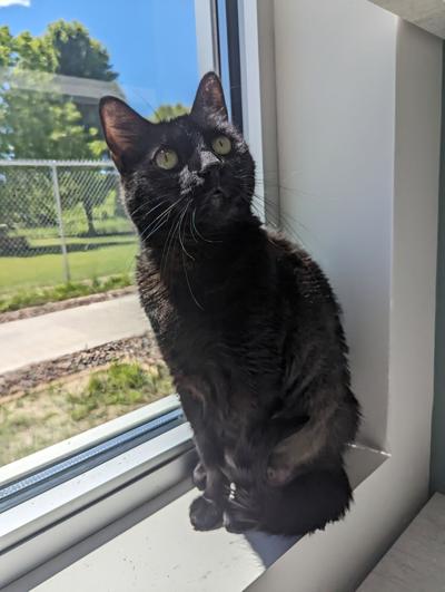 PETS OF THE WEEK: Lilith