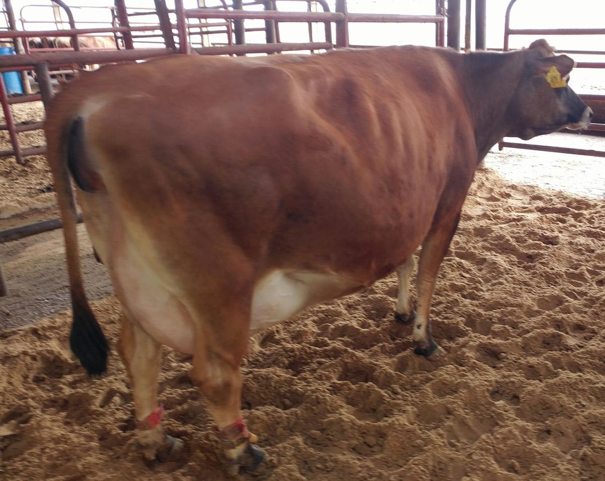 Paul Larson Milk Fever A Longstanding Problem With Dairy Cows Column