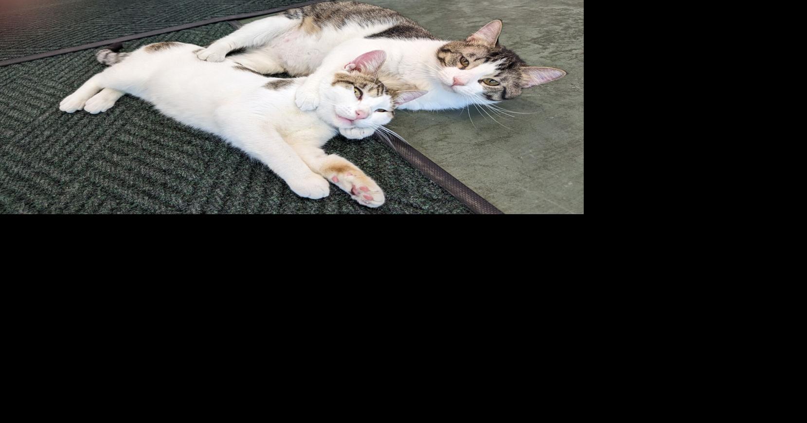 Pet Pulse: Expert veterinarian advice for your pets