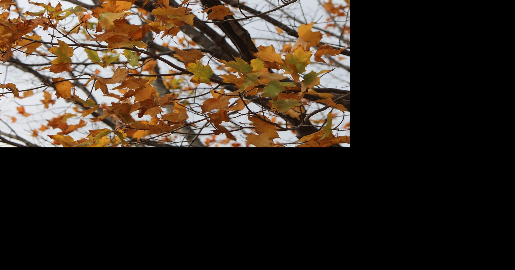 Fall colors brighten Vernon County