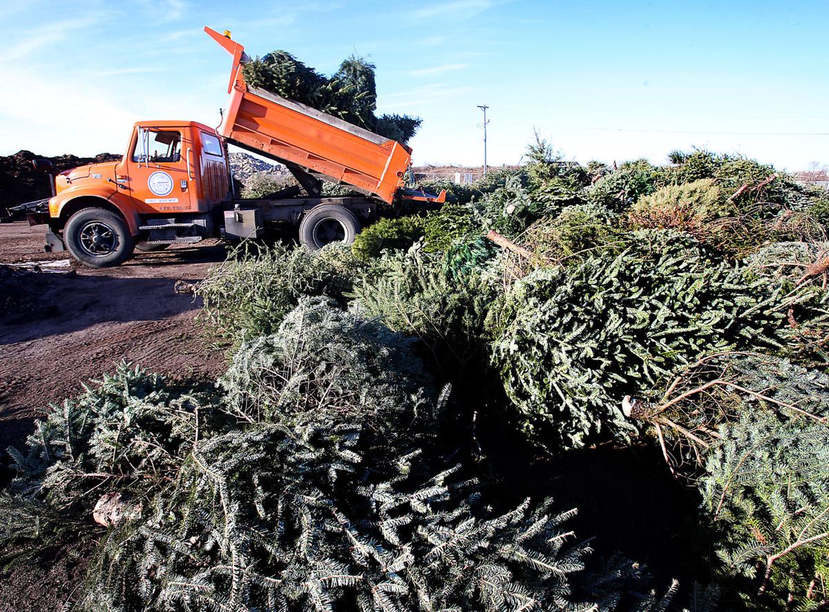 Christmas tree collection in La Crosse starts Jan. 5