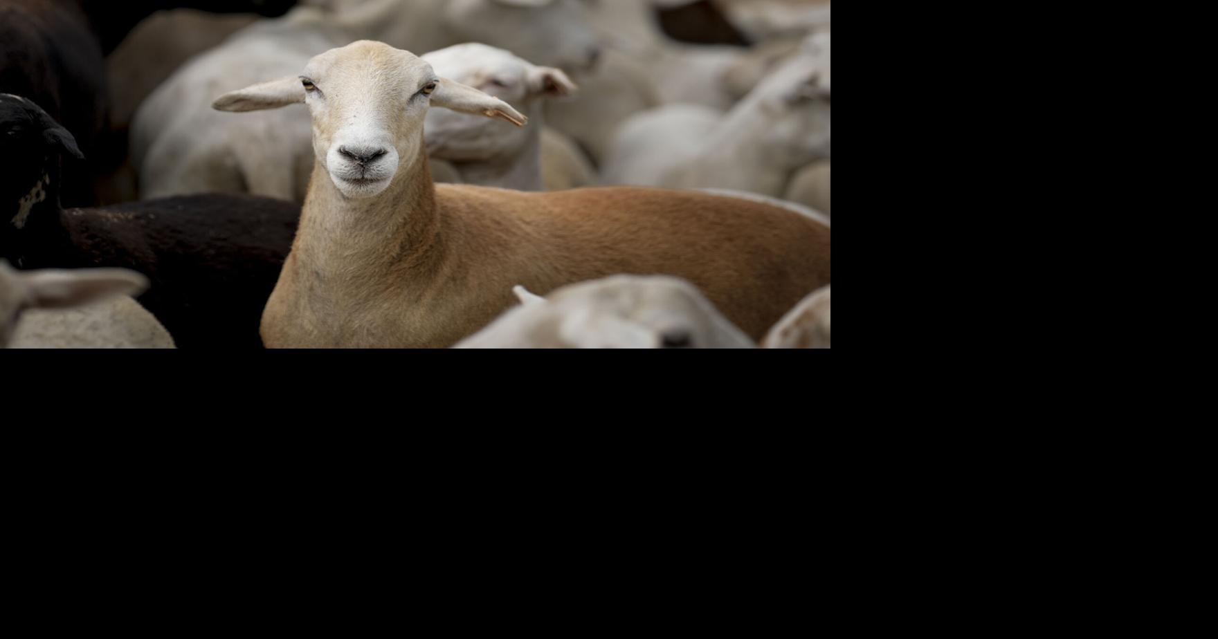 Parasite Patrol: Workshop for Sheep Producers at UW-Madison